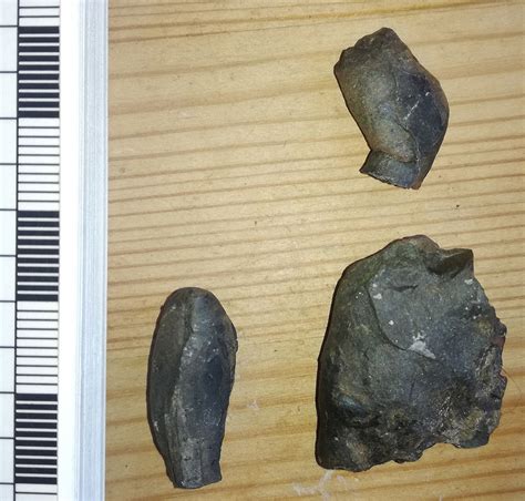 Lepidodendron Bark Piece Found In Gelsenkirchen Germany Fossil Id