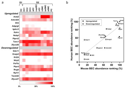 Biology Free Full Text Proteome Profiling Of Brain Vessels In A