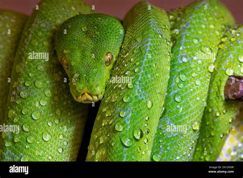 Portrait Of ‘lime A Manokwari Green Tree Python Curled On A Branch