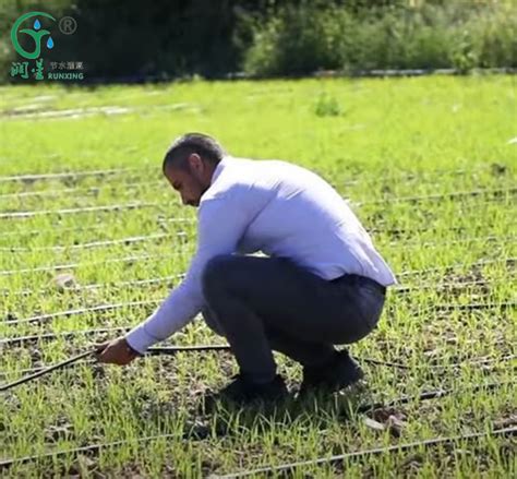 The Revolutionary Transformation Of Paddy Through Drip Irrigation