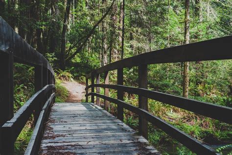 Mystical Wonders Of Van Damme S Pygmy Forest TouristSecrets