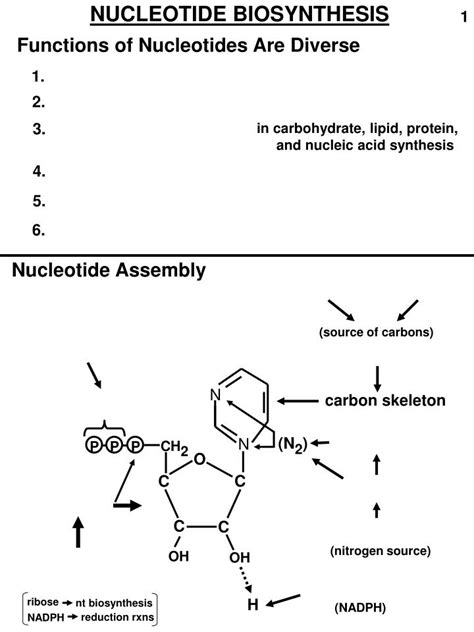 Ppt Nucleotide Biosynthesis Powerpoint Presentation Free Download