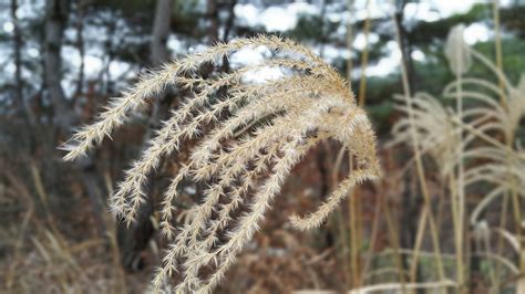Silver Grass Nature Free Photo On Pixabay Pixabay