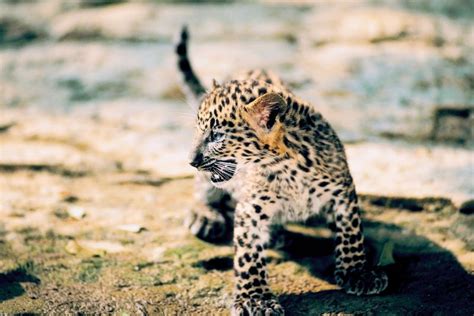 Leopard Photo Gallery