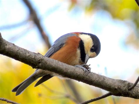 Sittiparus Varius