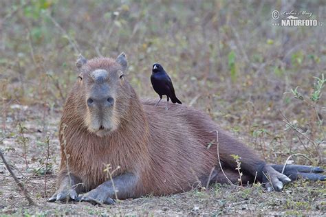 Capybara Photos Capybara Images Nature Wildlife Pictures NaturePhoto