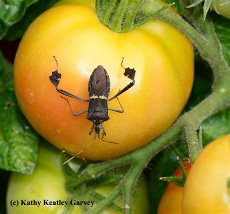 A Leaffooted Bug On A Tomato This Is Leptoglossus Phyllopus As Identified By Senior Museum