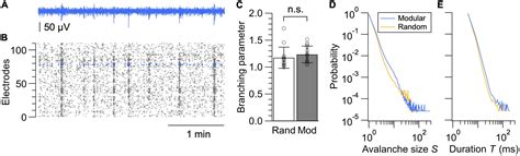 Frontiers Microfluidic Cell Engineering On High Density Microelectrode Arrays For Assessing