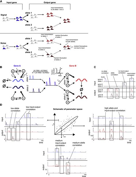 Allelic Correlation Is A Marker Of Trade Offs Between Barriers To