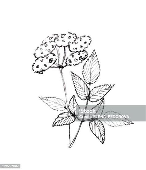 지상 장로의 꽃과 잎 연필로 스케치하십시오 디자인을위한 야생 잔디의 요소 0명에 대한 스톡 벡터 아트 및 기타 이미지 0명