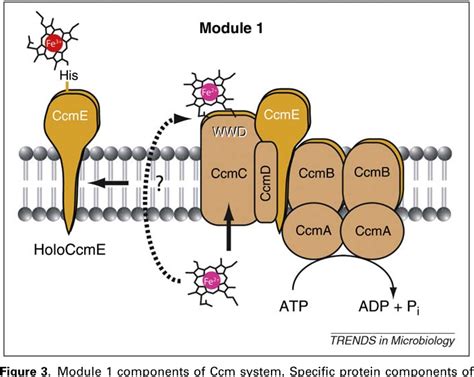 Figure 2 From Cytochrome C Biogenesis The Ccm System Semantic Scholar
