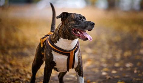 Can I Get A Pitbull To Be My Service Dog