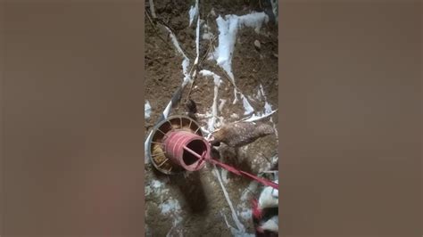 ডিমের রাজা ফাউমি মুরগি Youtube