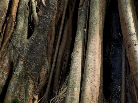 Descubra O Mundo Cativante Das Raízes únicas Da Figueira Da índia