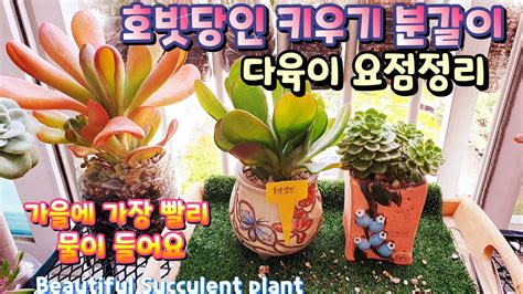 다육이 가을에 빨리 물드는 호빗당인 키우기 분갈이 ♦️다육이 완전 정복♦️ 기본적인 다육이 정보 Succulents Plant Succulent 다육식물 Youtube