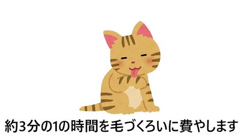 猫の雑学 Youtube