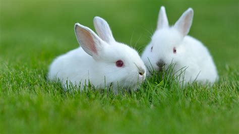 Rabbit Wallpaper Hd 1080p 4k