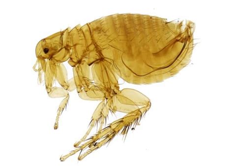 7 Common Bugs Mistaken For Bed Bugs What You Need To Know