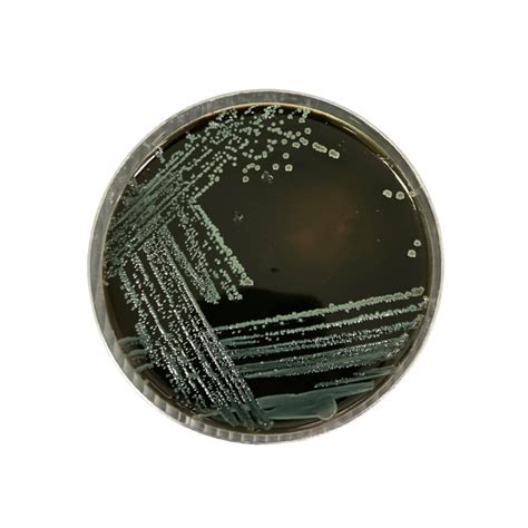 Product Testing For Listeria