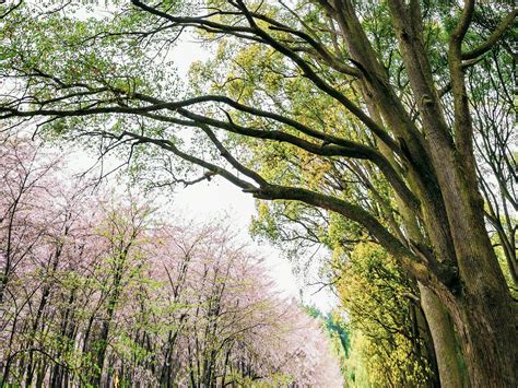 بهترین مکان ها برای دیدن شکوفه های گیلاس در سراسر جهان
