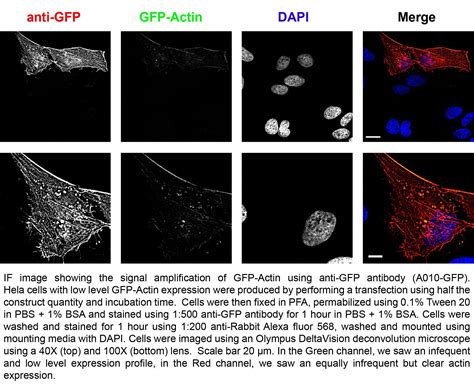 Green Fluorescent Protein Gfp Egfp Pab Epitope Purified Badrilla