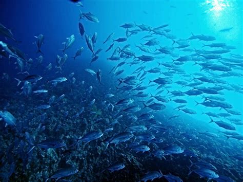 游泳海鲜无人横图室外白天仰视旅游度假海底水下海浪海洋美景帕劳许多鱼鱼群景观浪花水底娱乐水产鱼类