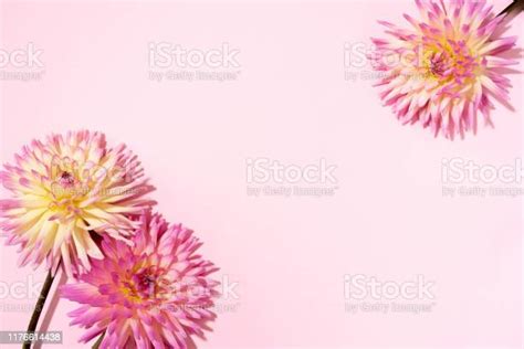 파스텔 핑크 배경 복사 공간을 통해 축제 꽃다발 맨 위 보기 노란색과 분홍색 달리아 꽃 창조적 인 인사말 카드 개념에 대한 스톡