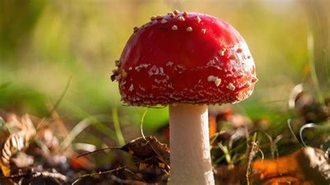 Facts about fungi | National Trust | National Trust