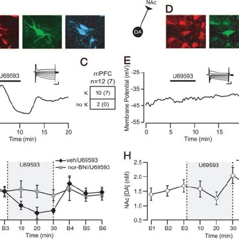 Vta Neurons With A Larger I H Project To The Mpfc A And B Sample