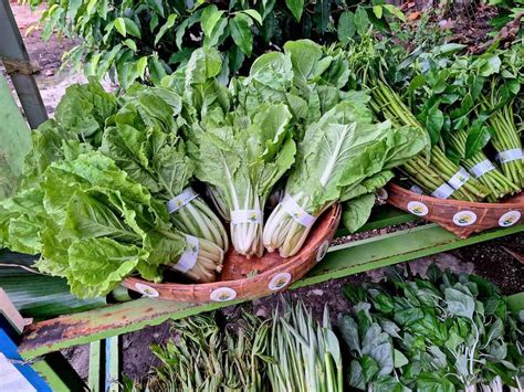 ဘိုကလေးမြို့နယ်တွင် ဓာတုကင်းလွတ်သည့် အော်ဂဲနစ်ဟင်းသီးဟင်းရွက်များ ပြန်လည်ရောင်းခ