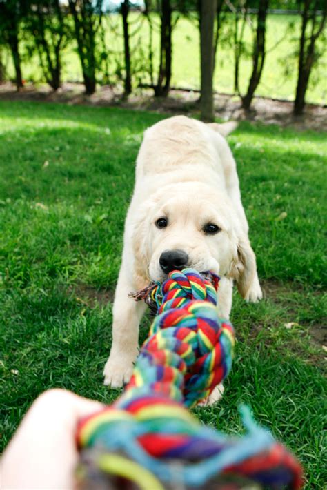 Playing Puppy