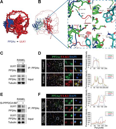 PP2Ac Directly Activates ULK1 To Mediate Autophagy A Molecular