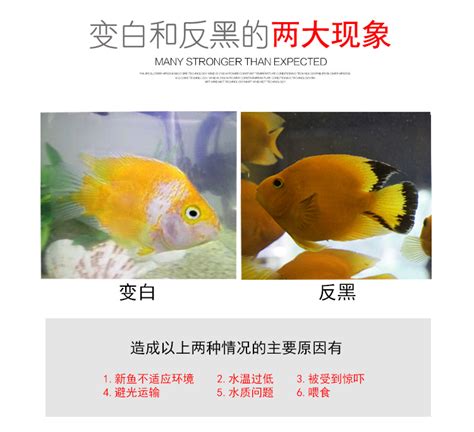 热带观赏鱼黄鹦鹉黄金元宝梅花鹦鹉发财鱼血鹦鹉大型银龙地图活体虎窝淘