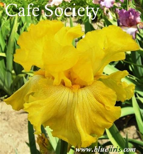 Café Society Historic Iris Preservation Society