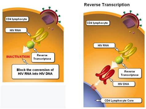 [solved] Explain How Can Reverse Transcriptase Inhibitors Delay The Course Hero