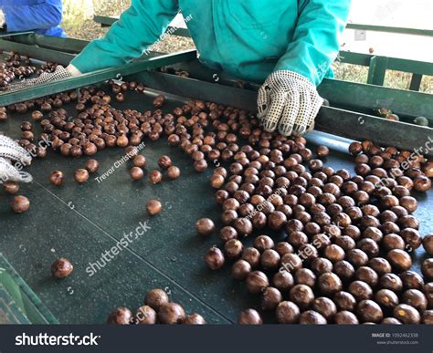 17 218 Nut Processing Images Stock Photos Vectors Shutterstock