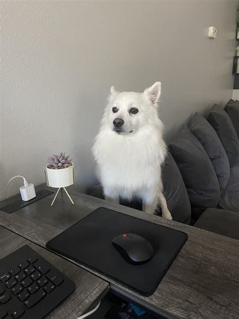 Meet My Assistant Mr Sage 🤓 Ramericaneskimo