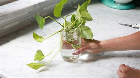 How To Grow Care For And Propagate A Pothos Plant Video Paisley