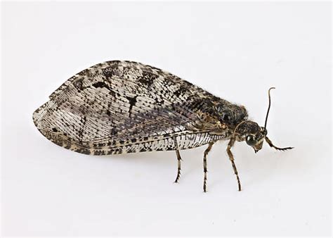 Polystoechotes Punctata Bugguide Net