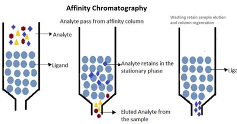 Affinity Chromatography Assignment Point