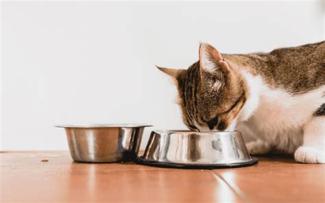 🐱 Private Label Cat Treats In Australia 2026 Flavors Textures