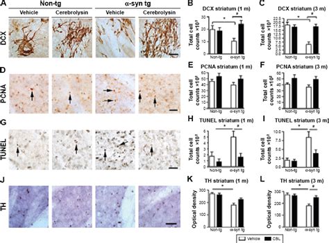 Immunocytochemical Analysis Of Markers Of Nsc Grafted Cell Survival And