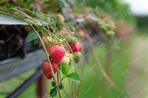 Premium Photo Strawberry Picking In The Farm