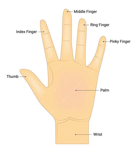 Anatomía De Los Dedos De La Mano Humana índice De Pingky Del Pulgar