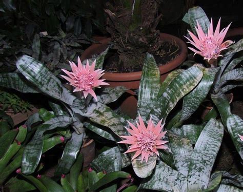 Топ 10 самых полезных комнатных растений Женский Мир