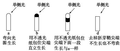 下图是关于燕麦胚芽鞘向光生长的一组实验 根据结果分析最可能的结论是 ①胚芽鞘尖端向光侧抑制生长的物质可能增多 ②胚芽鞘尖端可能产生了某种