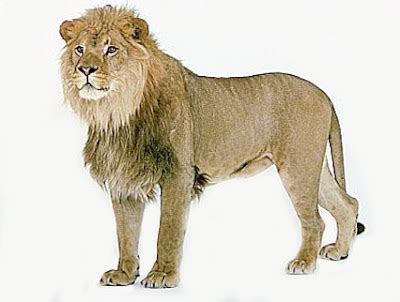 Mundo Animal león panthera leo