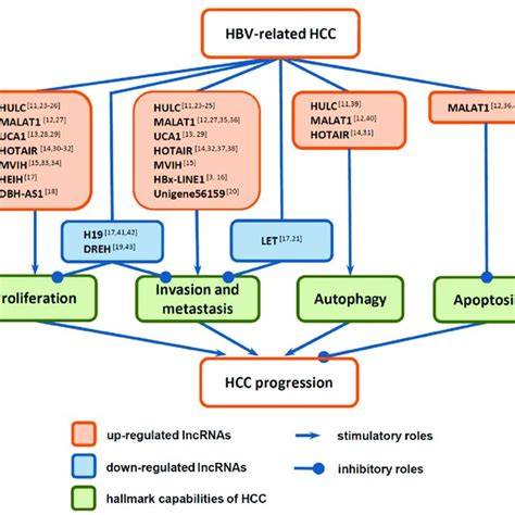 Dysregulated Long Non Coding Rnas Lncrnas In Hepatitis B Virus