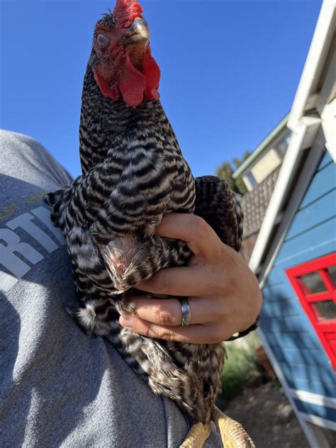 Impacted Crop Not Going Away Surgery R Backyardchickens