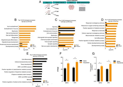 RNA Sequencing Reveals Discrete Transcriptomics For Altered Biological Download Scientific